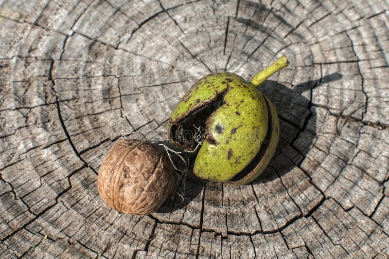 Walnut Shell and Its Green Husk Stock Photo - Image of agricultural ...