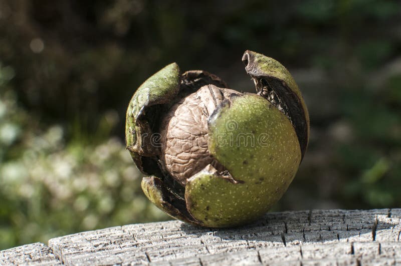 Walnut Shell and Its Green Husk Stock Photo - Image of kernel, persian ...