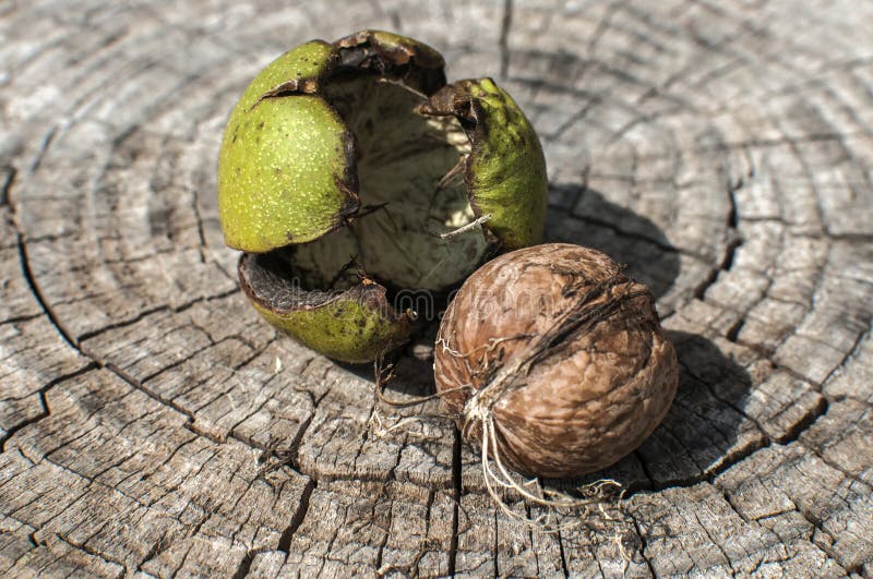 Walnut Shell and Its Green Husk Stock Image - Image of green, nutshell ...