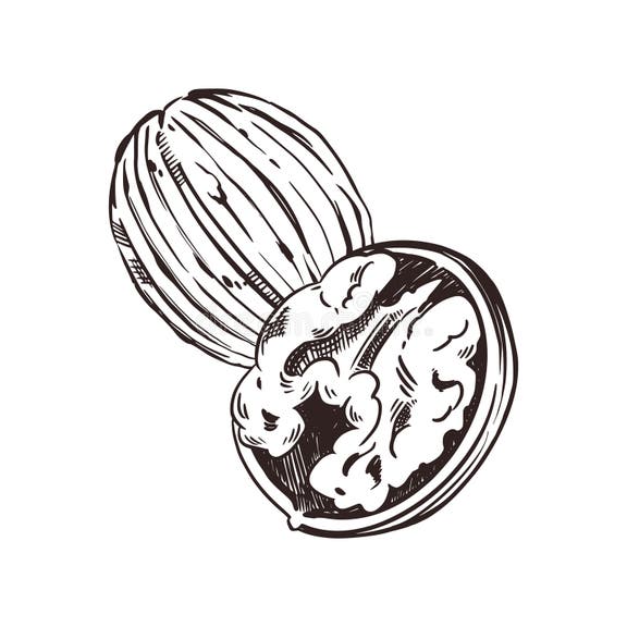 Walnut in the Shell and Walnut Kernel. Vector Illustration Hand-drawn ...
