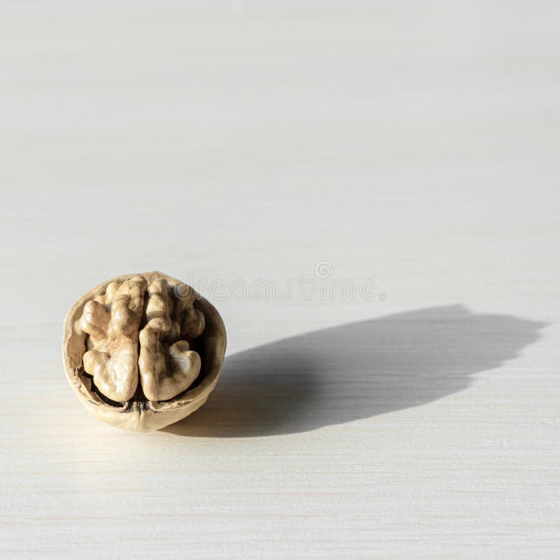 Walnut in the Shell is Like a Brain Stock Photo - Image of helpful ...