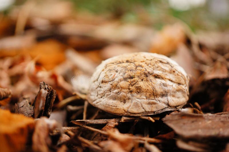 Walnut shell stock image. Image of ground, shell, walnut - 45375341