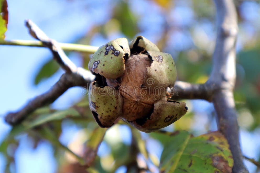 Walnut Shell Inside Its Green Open Husk, on the Tree Stock Photo ...