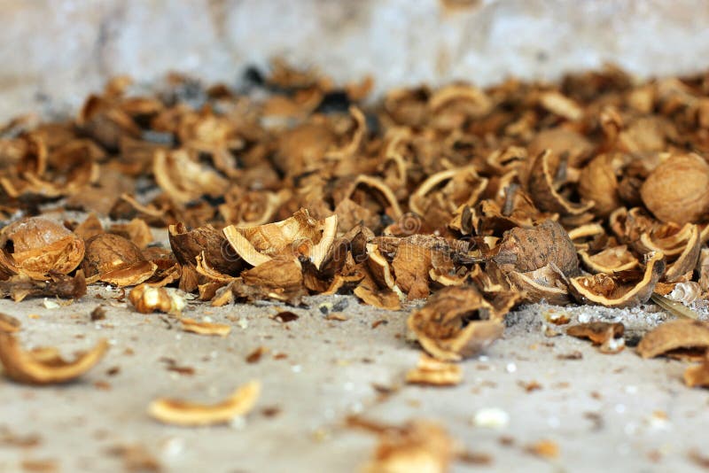 Walnut Shells Close Up. Background Stock Photo - Image of nutrition ...