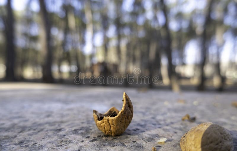 Walnut Shells in the Forest Stock Photo - Image of object, tasty: 269929552