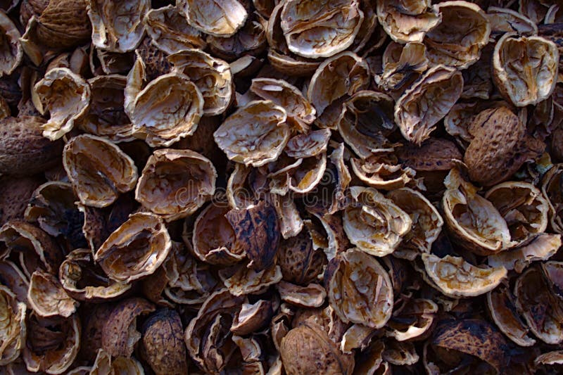 Walnut Shells in the Garden Stock Image - Image of walnutshell, nuts ...