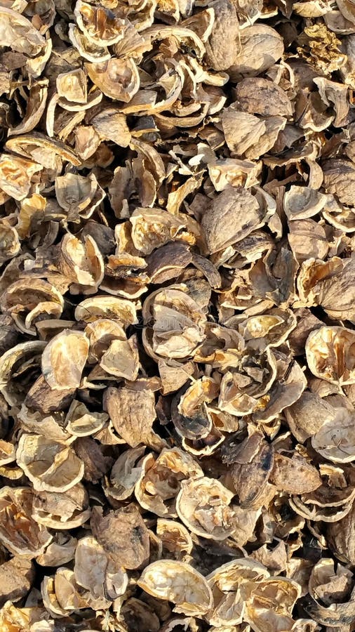Walnut shells stock image. Image of kernels, walnut, brown - 65134217
