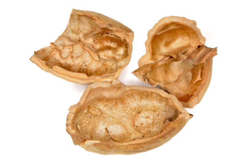 Walnut shells stock image. Image of shell, fruit, background - 304776425