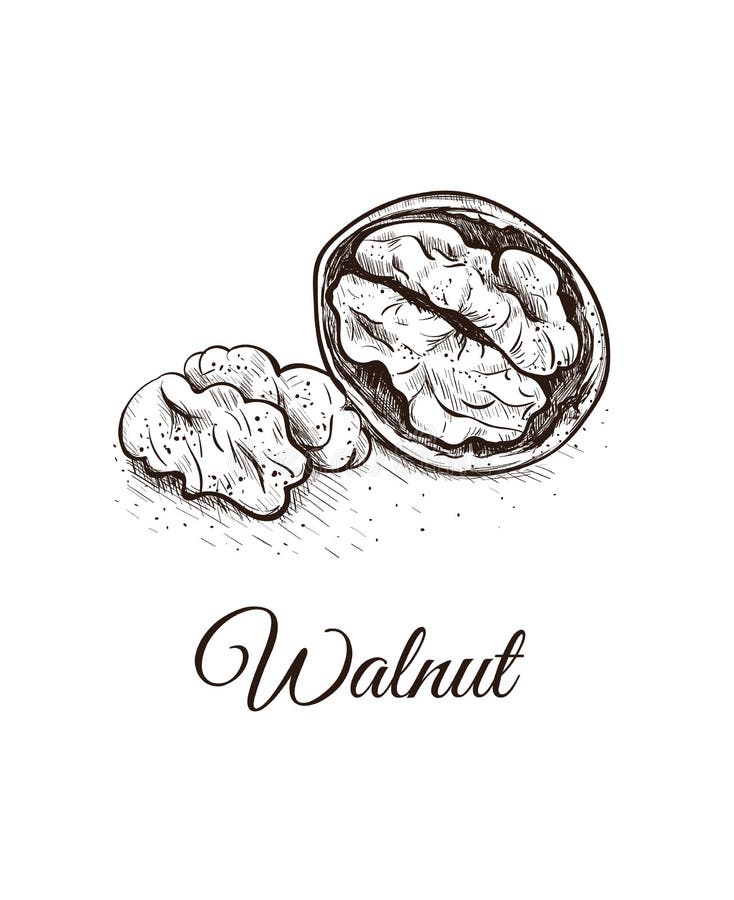Walnut Sketch Hand Drawing. Stock Vector - Illustration of outline ...