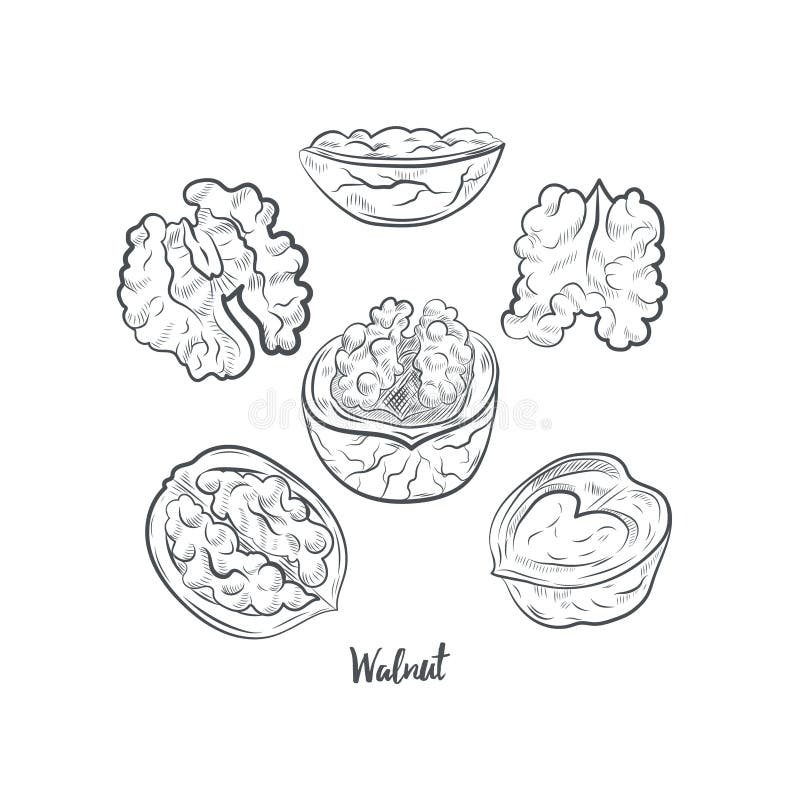Walnut Sketch Vector Illustration. Stock Vector - Illustration of food ...
