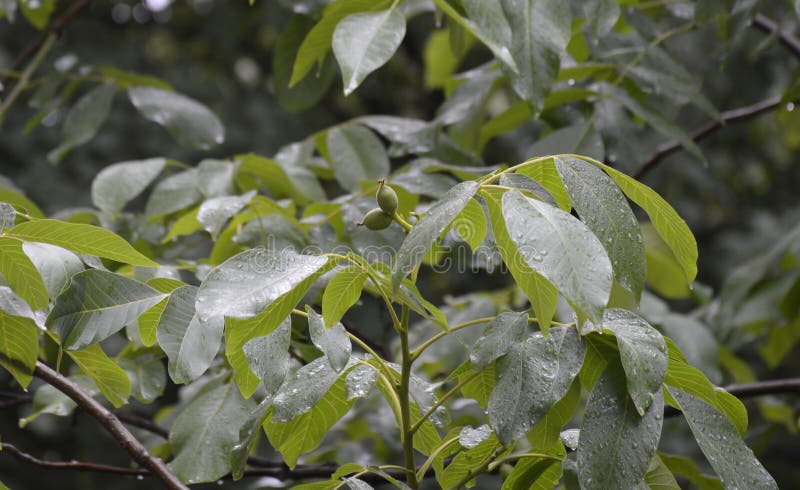 Walnut with Small Fruits Under Drops of Spring Rain. Growing Nuts Stock ...
