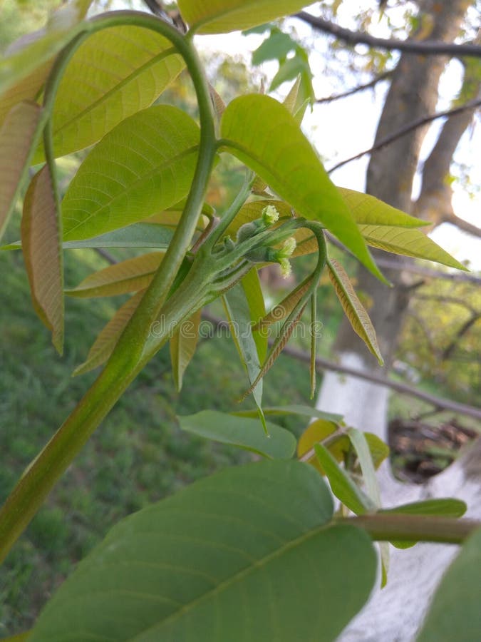 Walnut in the spring stock image. Image of italian, nourishing - 97350037