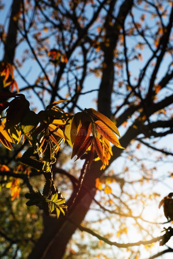 Walnut Spring Growth Begins and Leaves Appear Stock Image - Image of ...