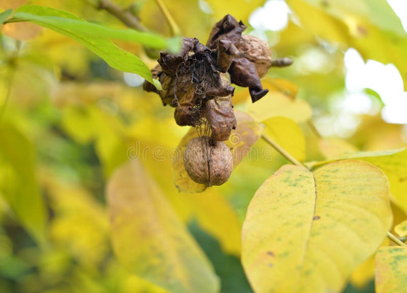 Walnut Still on the Tree during Autumn. Stock Image - Image of autumn ...