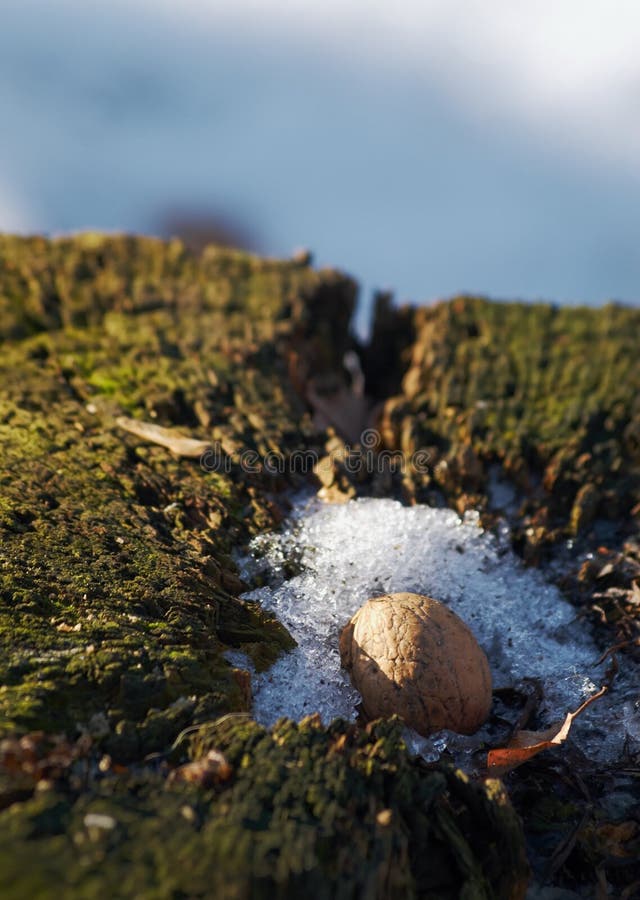 Walnut on a stump stock image. Image of forest, walnut - 87155277