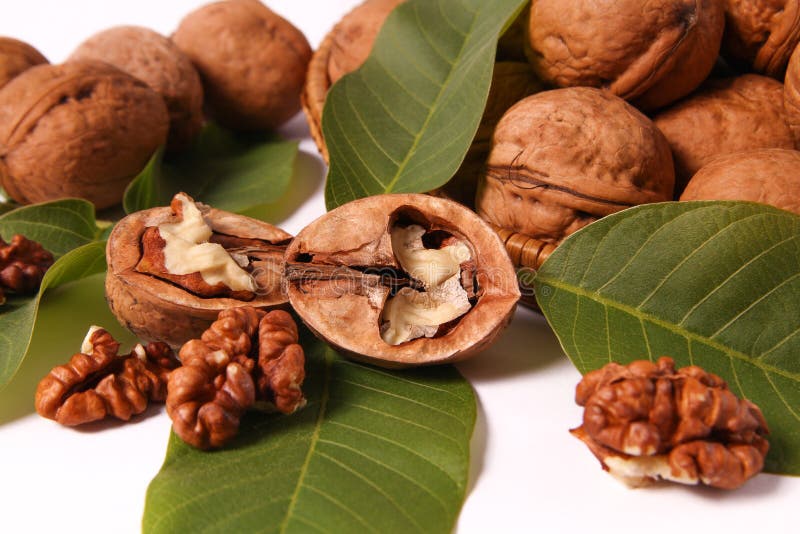 Pecan Grove stock image. Image of green, field, countryside - 10064077