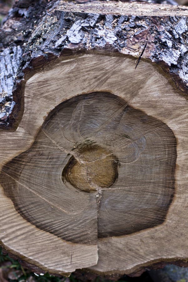 Walnut texture stock photo. Image of closeup, cellulose - 47100090