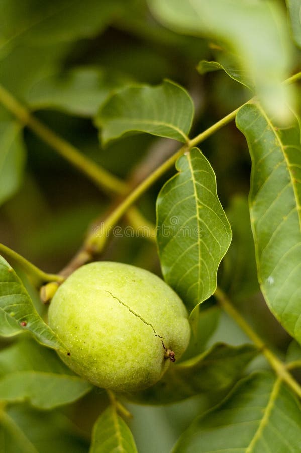 Walnut on a Tree stock image. Image of plant, green, health - 17022845