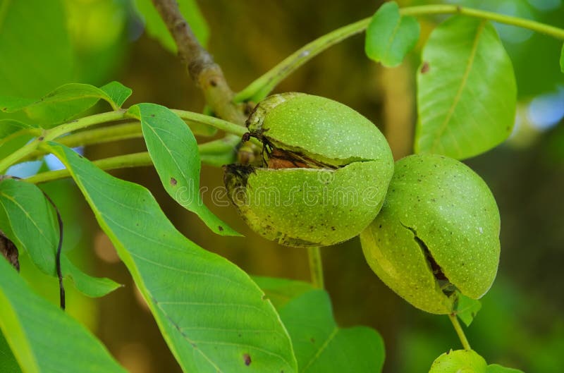 Walnut tree stock photo. Image of twig, natural, season - 26951376