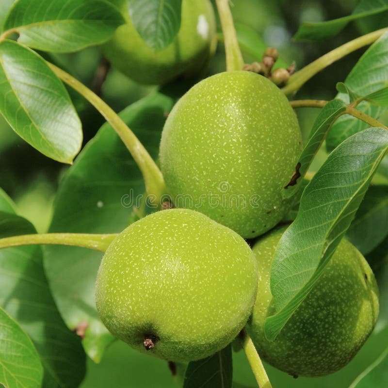 Walnut tree stock image. Image of ripe, tree, green, summer - 27770697