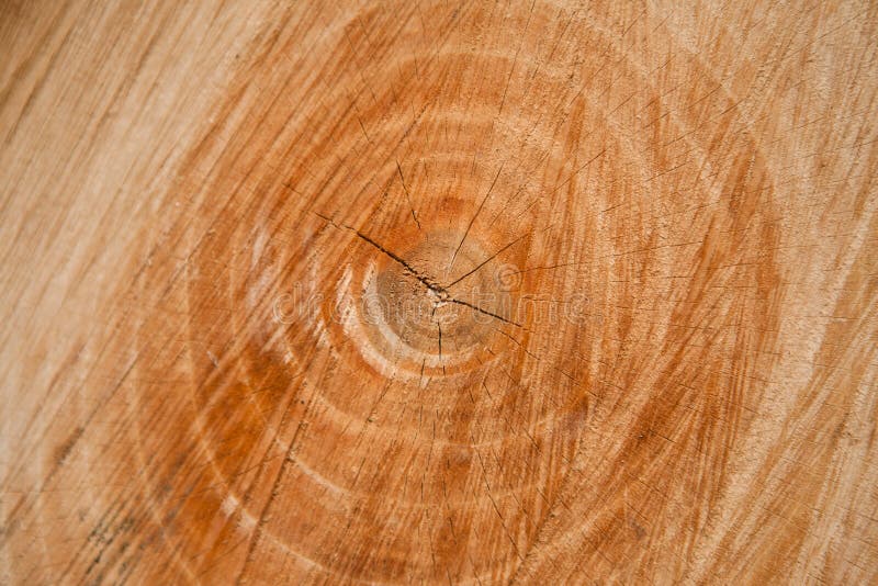 Walnut tree annual rings stock photo. Image of radial - 70403392