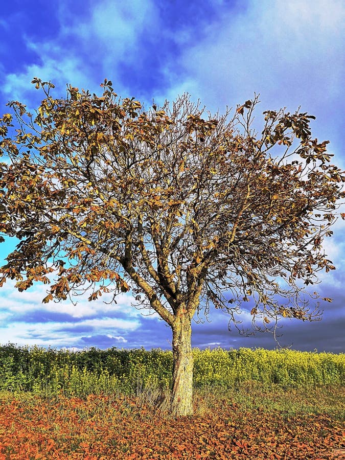 A walnut tree in autumn stock photo. Image of field - 164480550