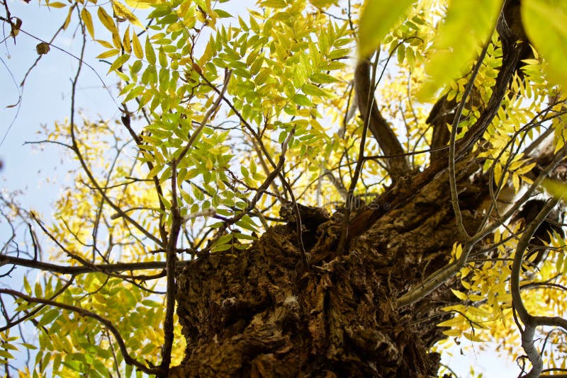 Walnut tree in Autumn stock photo. Image of walnut, abstract - 108611392