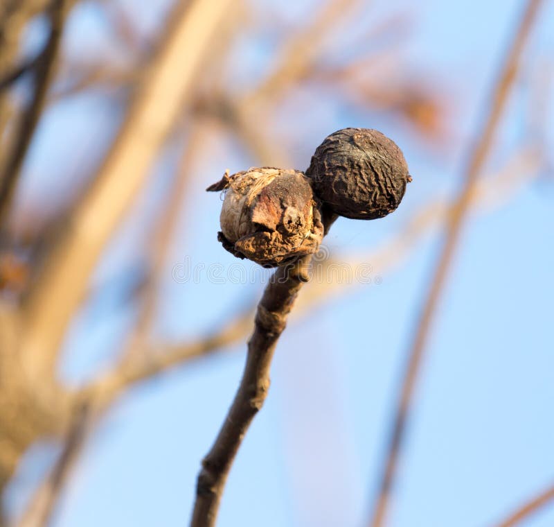 Walnut on the Tree in Autumn Stock Image - Image of walnuts, food ...