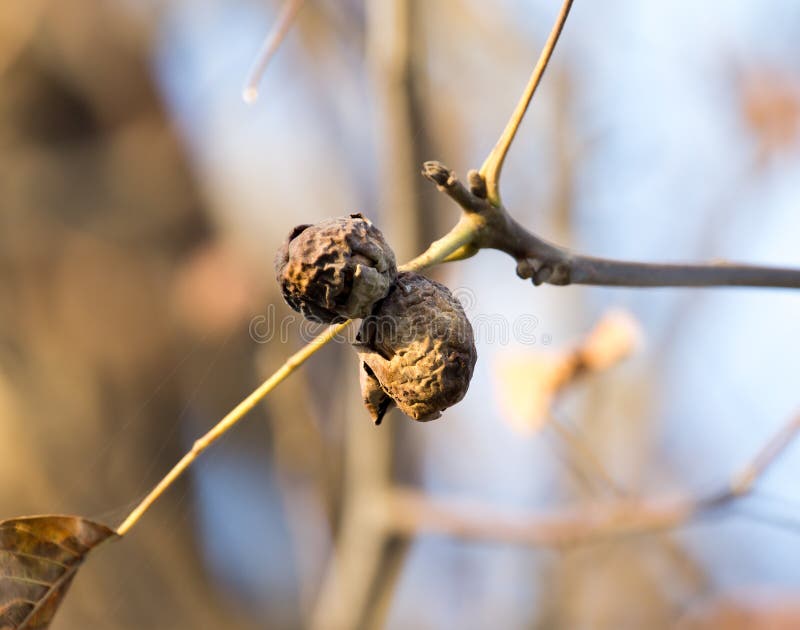 Walnut on the Tree in Autumn Stock Photo - Image of open, nutshell ...