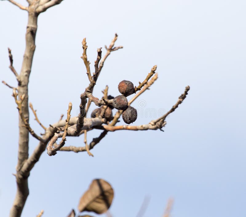 Tutorial, Step by Step. Growing Walnut Trees. Planting Grafted Sapling ...