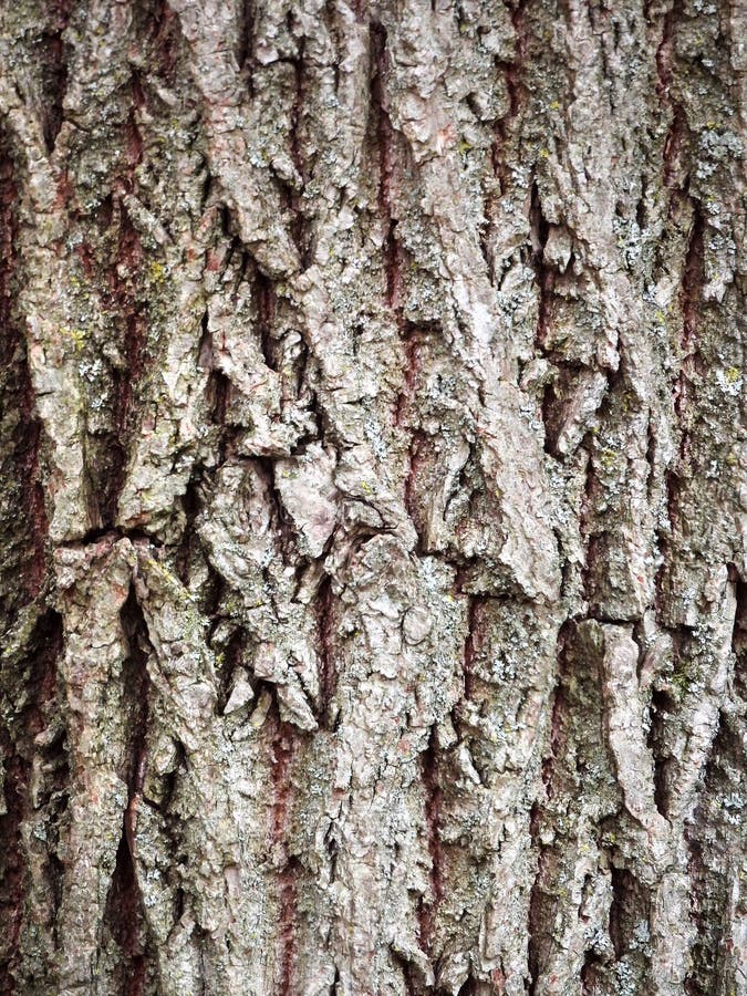 Walnut Tree Bark Walnut? | Wildlife Habitat Lets Talk.....