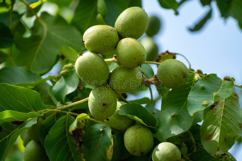 Walnut Tree with Big Ripe Nuts in Green Shell Close Up Stock Image ...