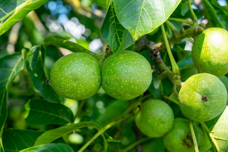 Walnut Tree with Big Unripe Nuts in Green Shell Stock Image - Image of ...