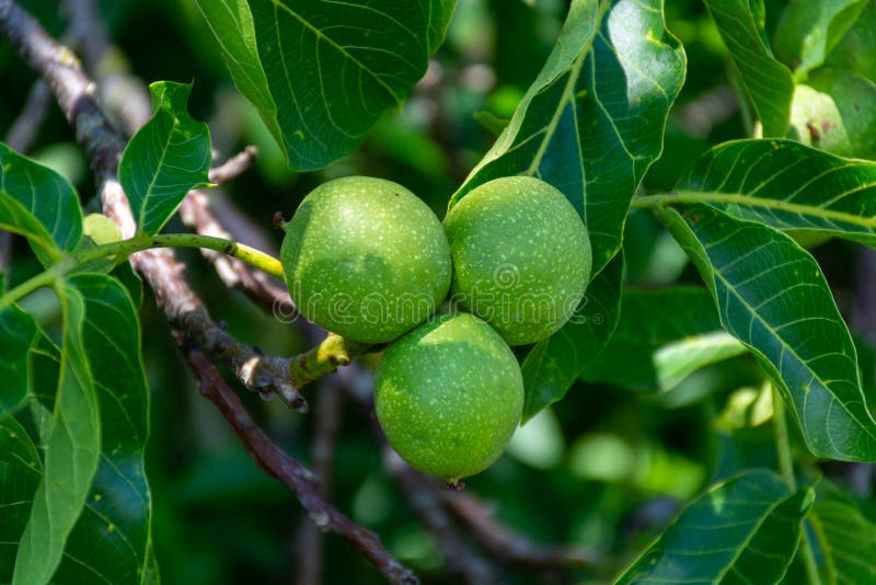 Walnut Tree with Big Unripe Nuts in Green Shell Stock Photo - Image of ...