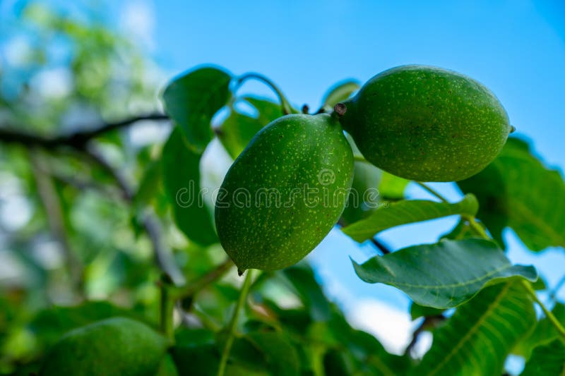 Walnut Tree with Big Unripe Nuts in Green Shell Stock Photo - Image of ...