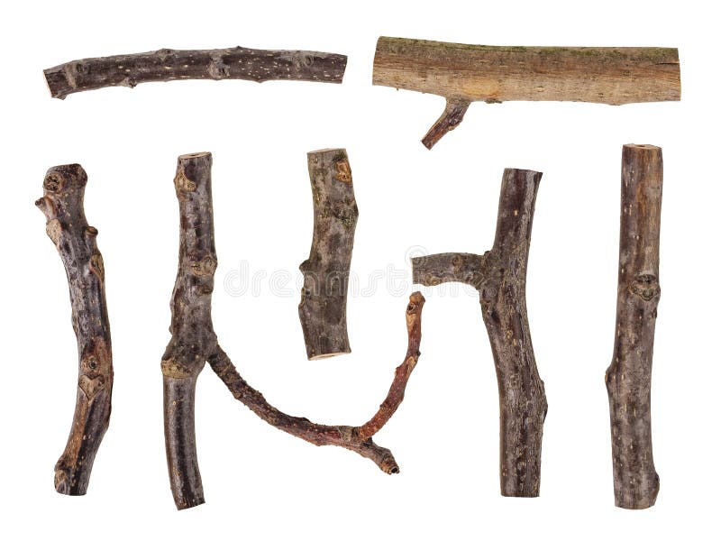 Walnut Tree Branch Set on Isolated White Stock Photo - Image of flora ...