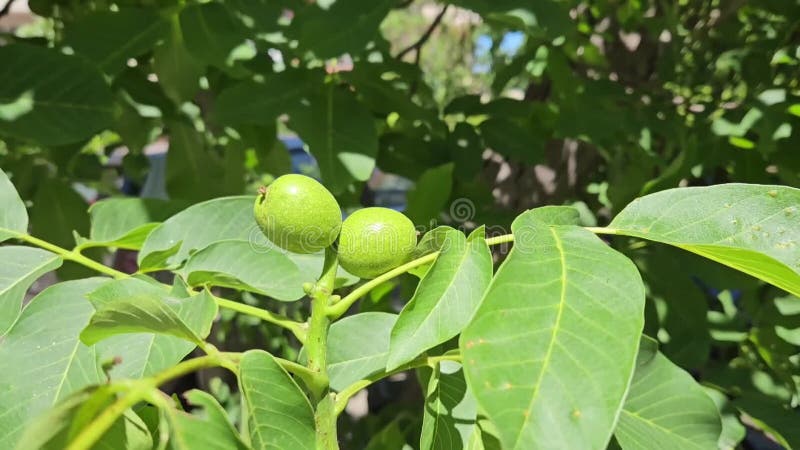 Walnut Tree Branch with Unripe Green Nuts Stock Footage - Video of ...