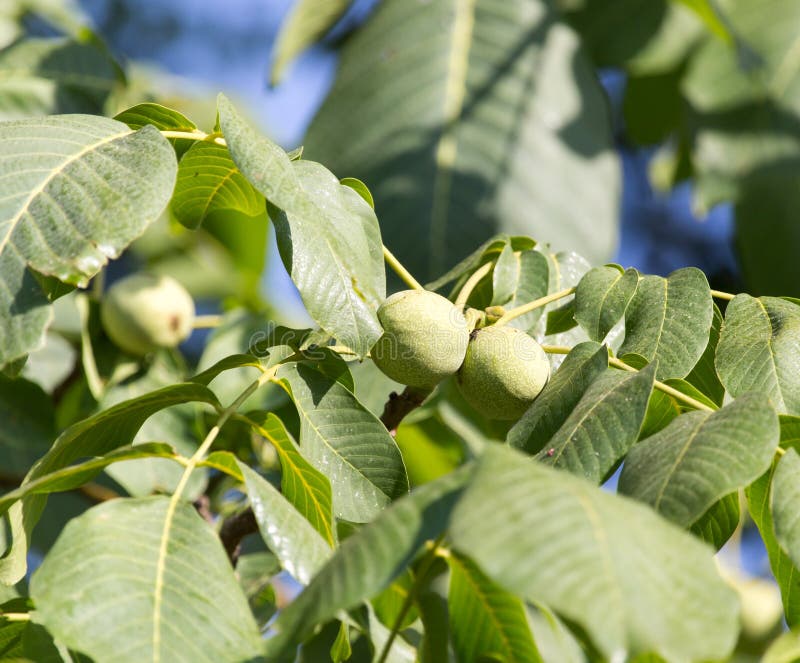 Walnut on a tree branch . stock photo. Image of food - 100547964
