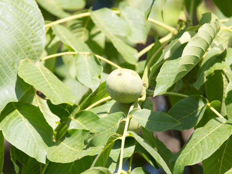 Walnut on a tree branch stock photo. Image of summer - 104182822