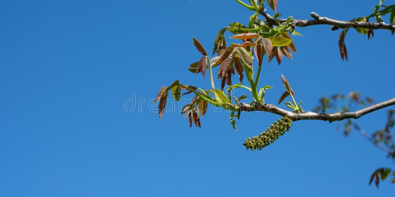 Walnut Tree Branch Wit Flowers and Shoots Stock Image - Image of flora ...