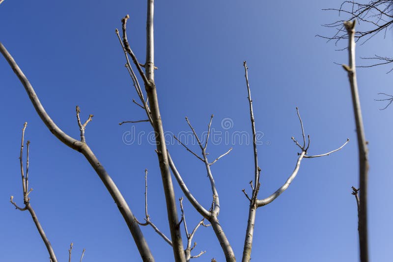 Walnut Tree Branches in the Spring Season Stock Image - Image of detail ...