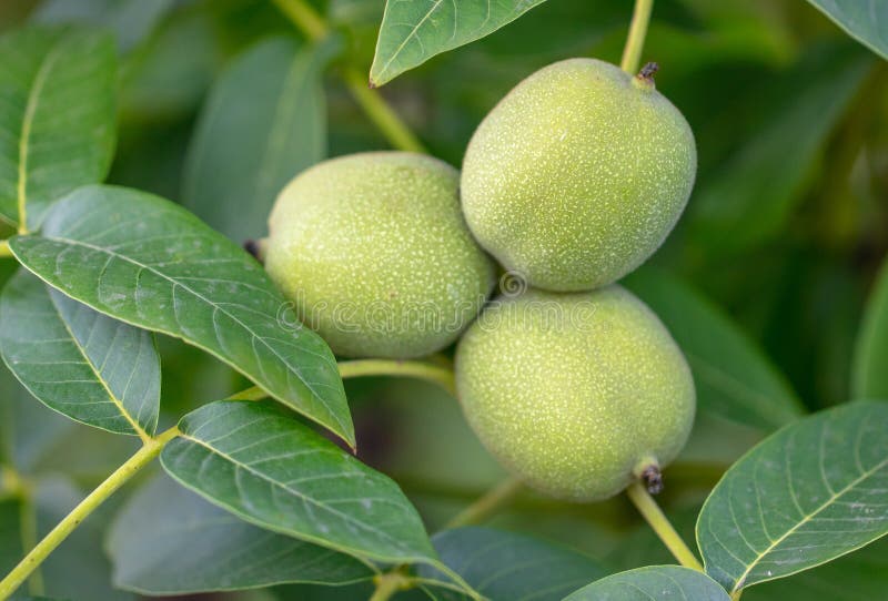 Walnut on Tree Branches in Summer. Stock Photo - Image of health, tree ...