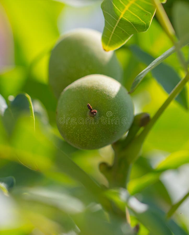 Walnut on Tree Branches in Summer. Stock Photo - Image of nature ...