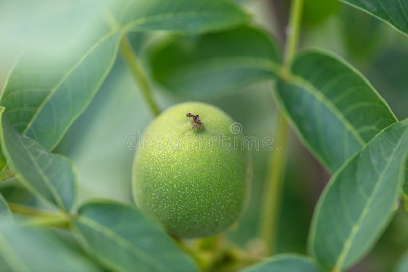 Walnut on Tree Branches in Summer. Stock Image - Image of fresh ...