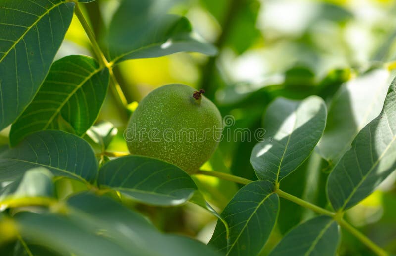 Walnut on Tree Branches in Summer. Stock Image - Image of garden ...