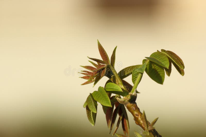 Walnut tree buds stock image. Image of twig, springtime - 24742909