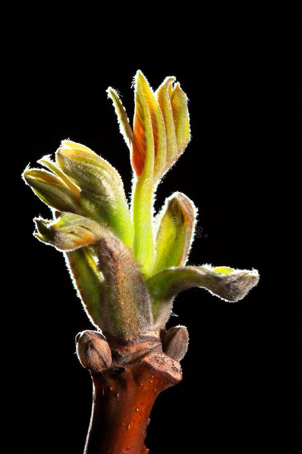 Walnut tree buds opening stock image. Image of growing - 13722575