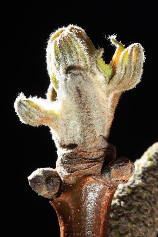 Walnut tree buds opening stock photo. Image of growth - 13776702