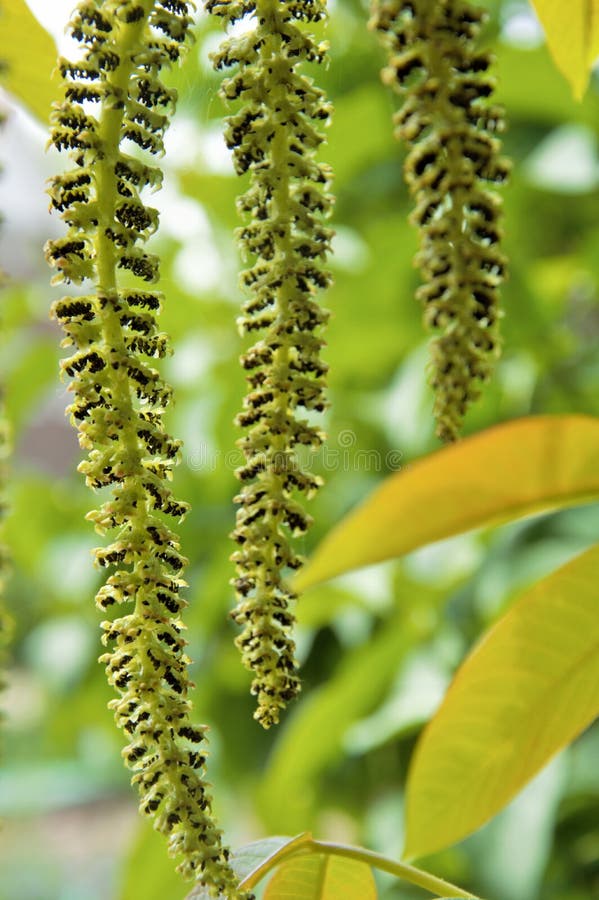 Catkins Hanging from a Walnut Tree in Spring in a a Garden in Nijmegen ...