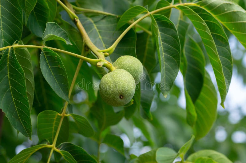 Walnut on a tree close-up stock photo. Image of food - 366166588